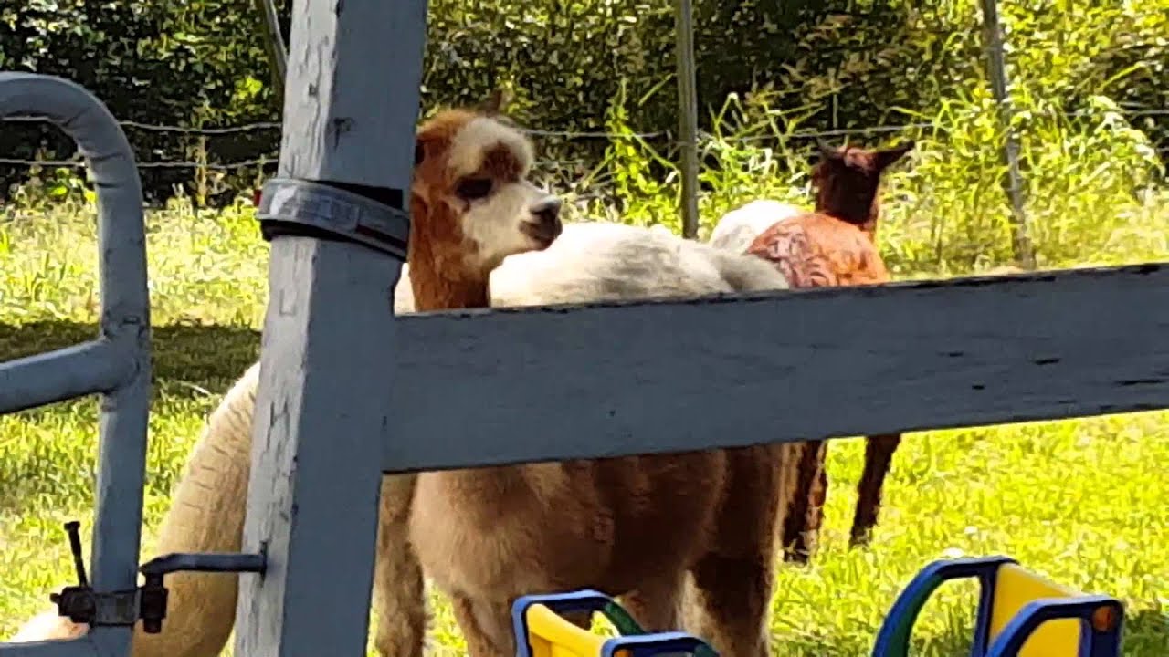 Alpacas ready for mating - YouTube