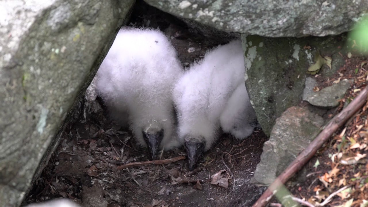 Turkey Vulture Chicks 06 24 18 - YouTube