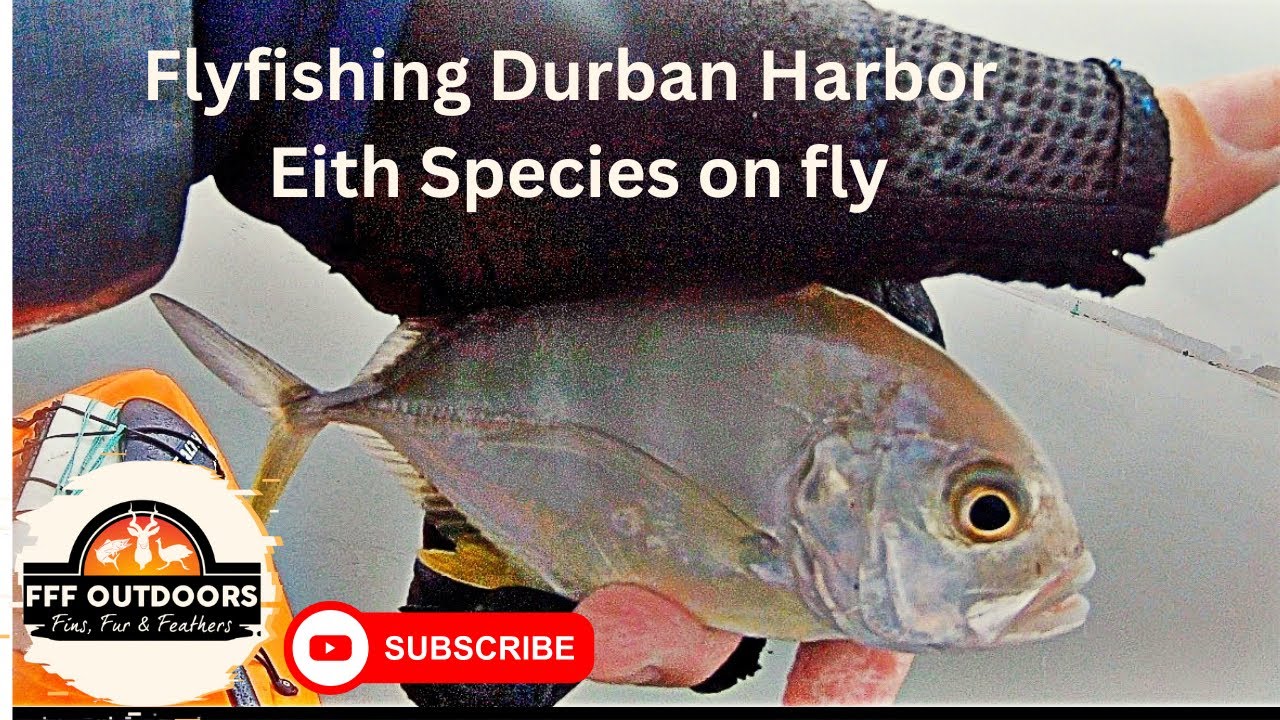 Fishing Durban Harbor with the Fly rod #fffoutdoors #durbanfishing ...