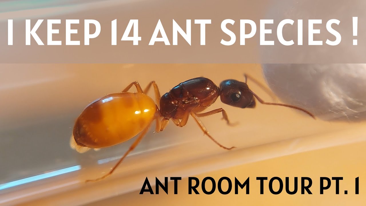I KEEP 14 ANT SPECIES - Ant Room Tour Pt. 1 - YouTube
