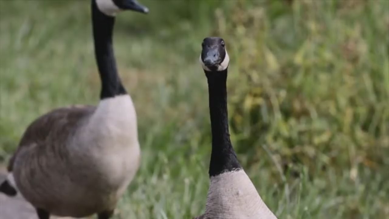 Injured Canada Geese | Hope for Wildlife - YouTube