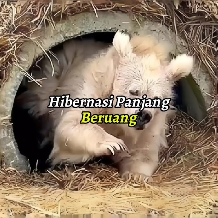Fakta hibernasi beruang - YouTube