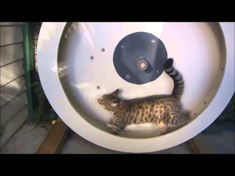 Elsa the Cat running on Wheel at Cats in Clover Boarding Cattery - YouTube