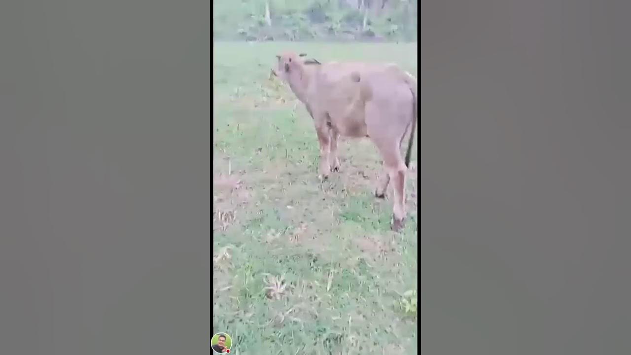 Kuya Jess Vlogs is live! Kalabaw / carabao - YouTube