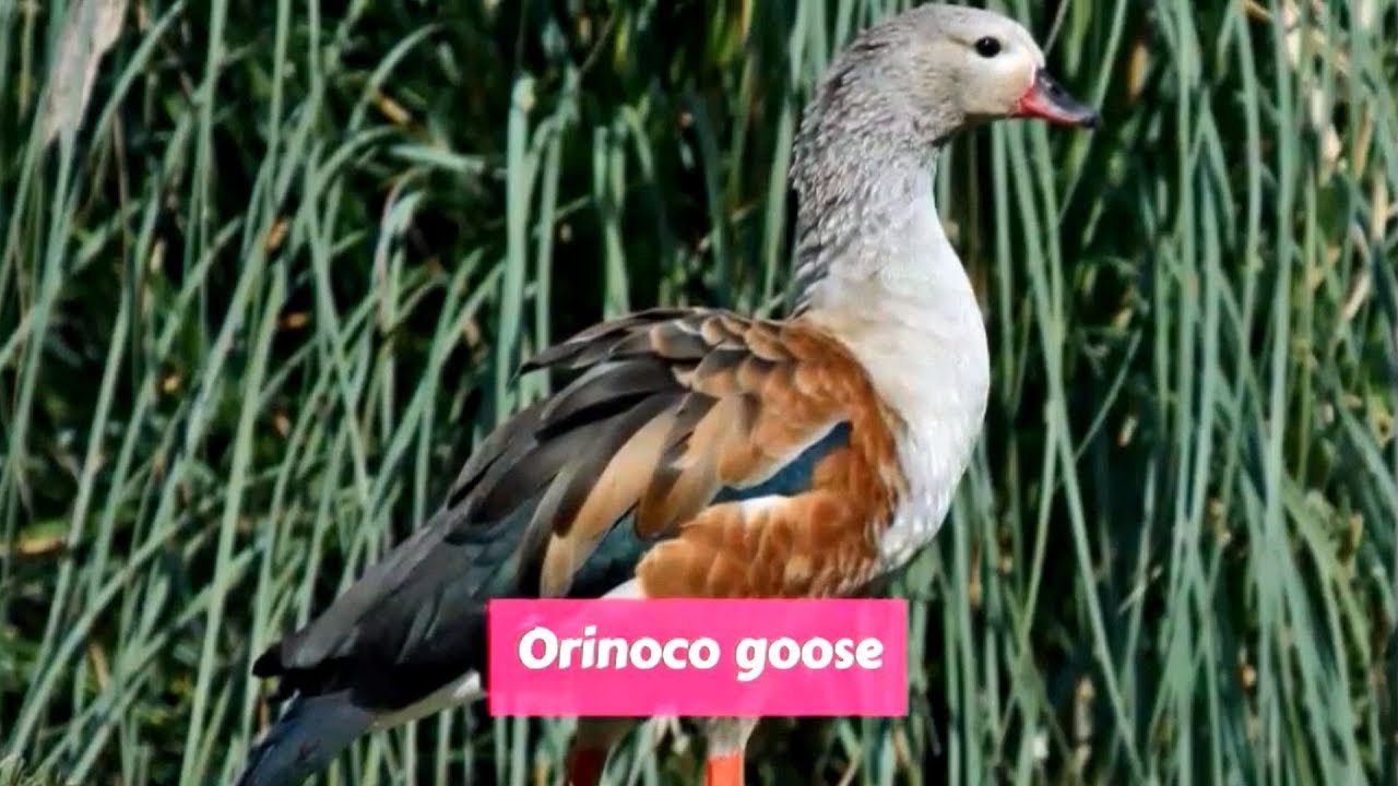 Orinoco goose (Neochen jubata) - YouTube