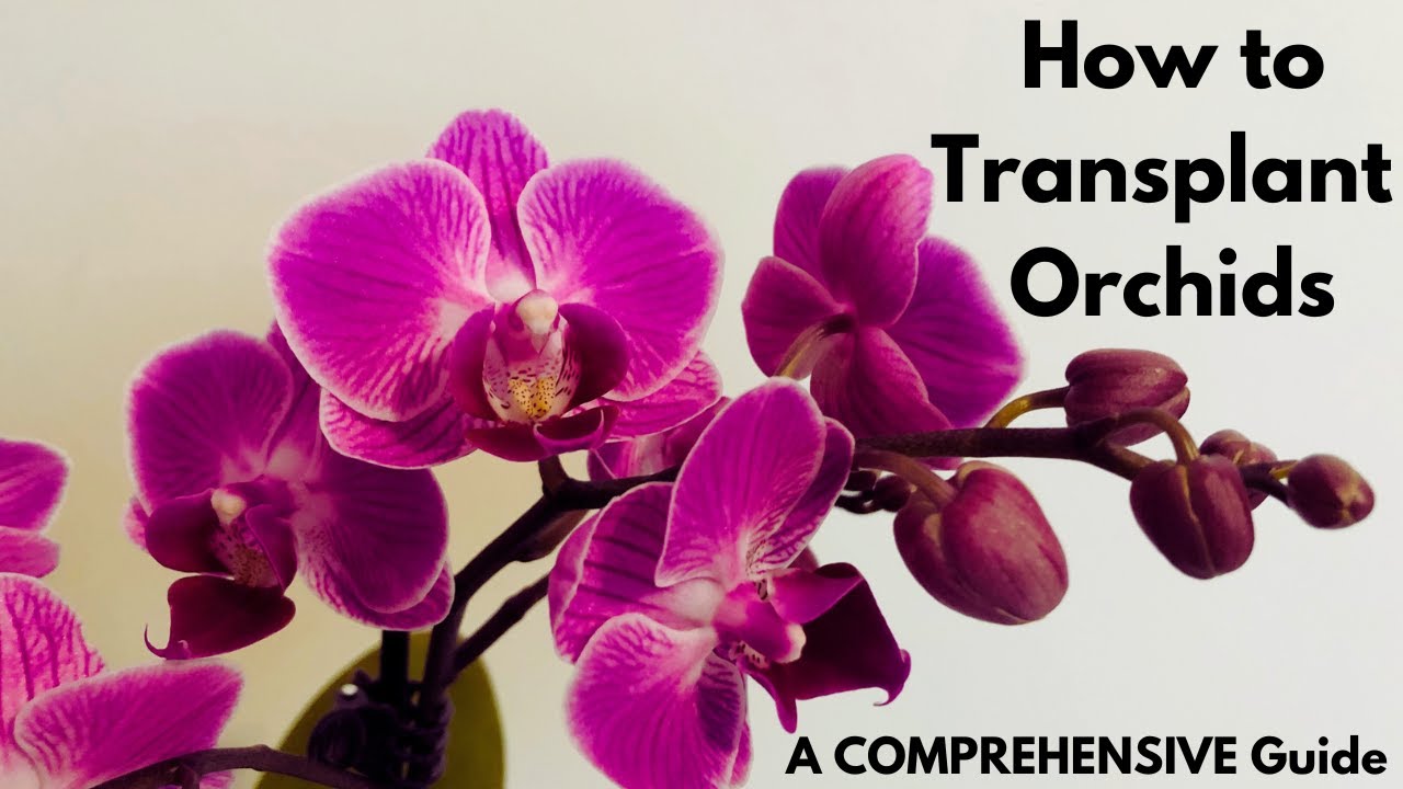 Step-By-Step Orchid Re-Potting Guide (Orchid Transplanting Tutorial ...