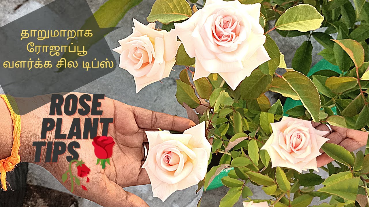 தாறுமாறாக ரோஜாப்பூ வளர்க்க சில டிப்ஸ் | Rose plant | Maadi Thottam in ...