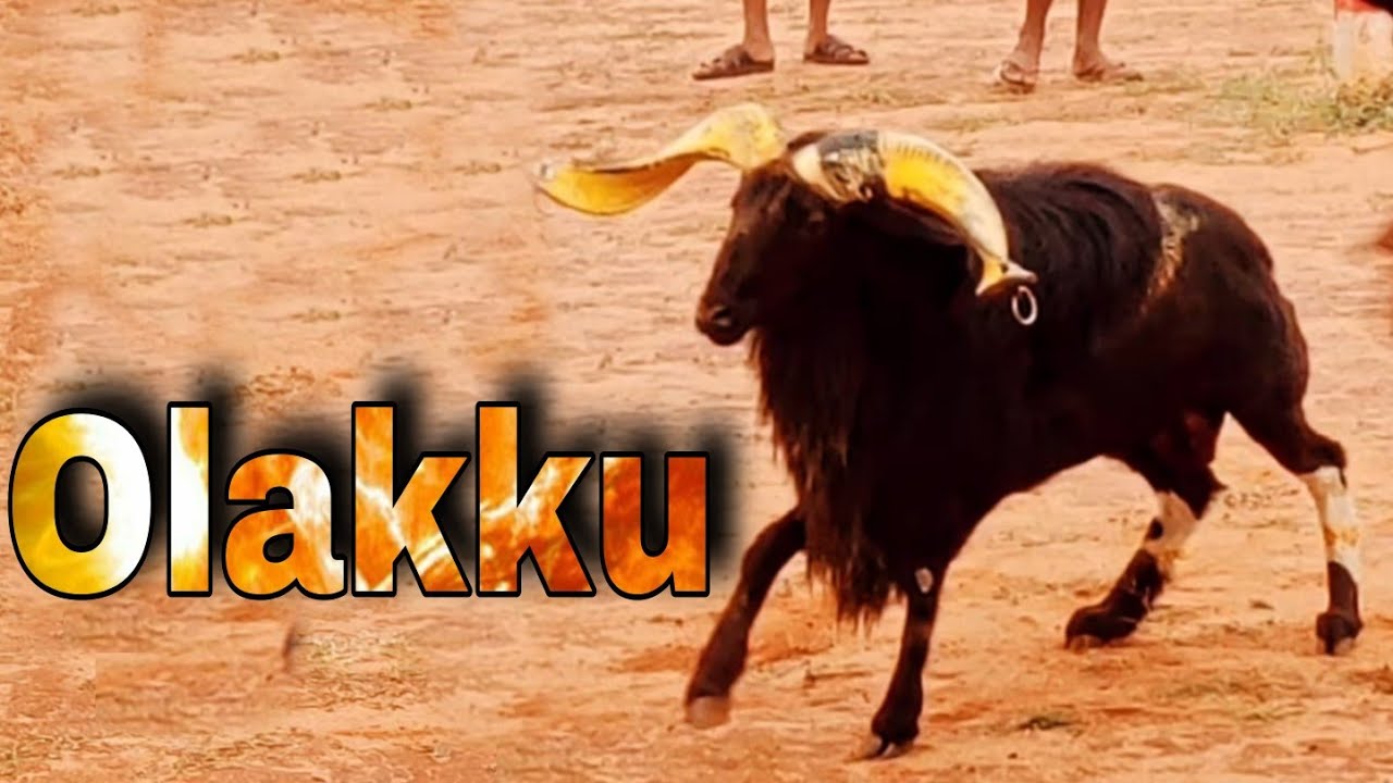 Olakku | KDNL Rugged warriors #keda #muttu #madurai #kidamuttu - YouTube