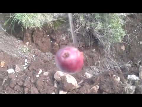 iş makinasi ile zeytın boyle alınır