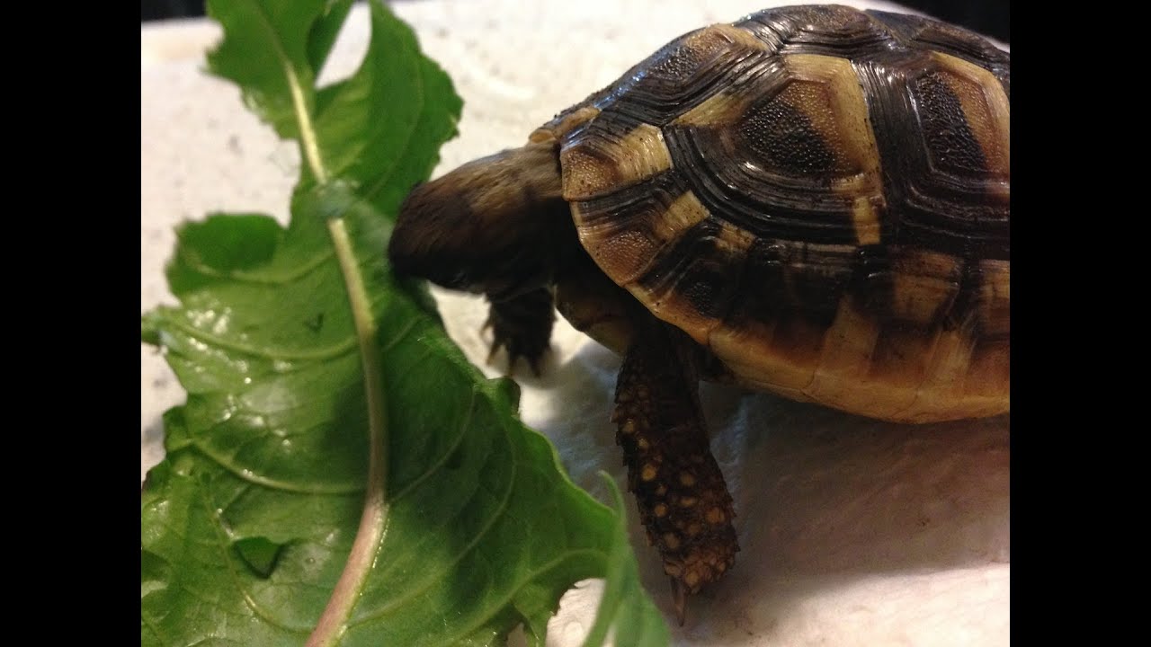 FEEDING YOUR TORTOISE+ Q&A - YouTube