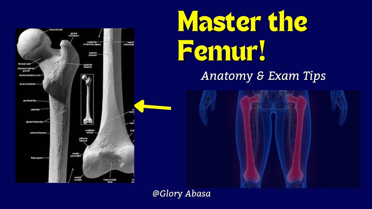 "Master the Femur: Essential Anatomy for Nursing Practical Exams ...