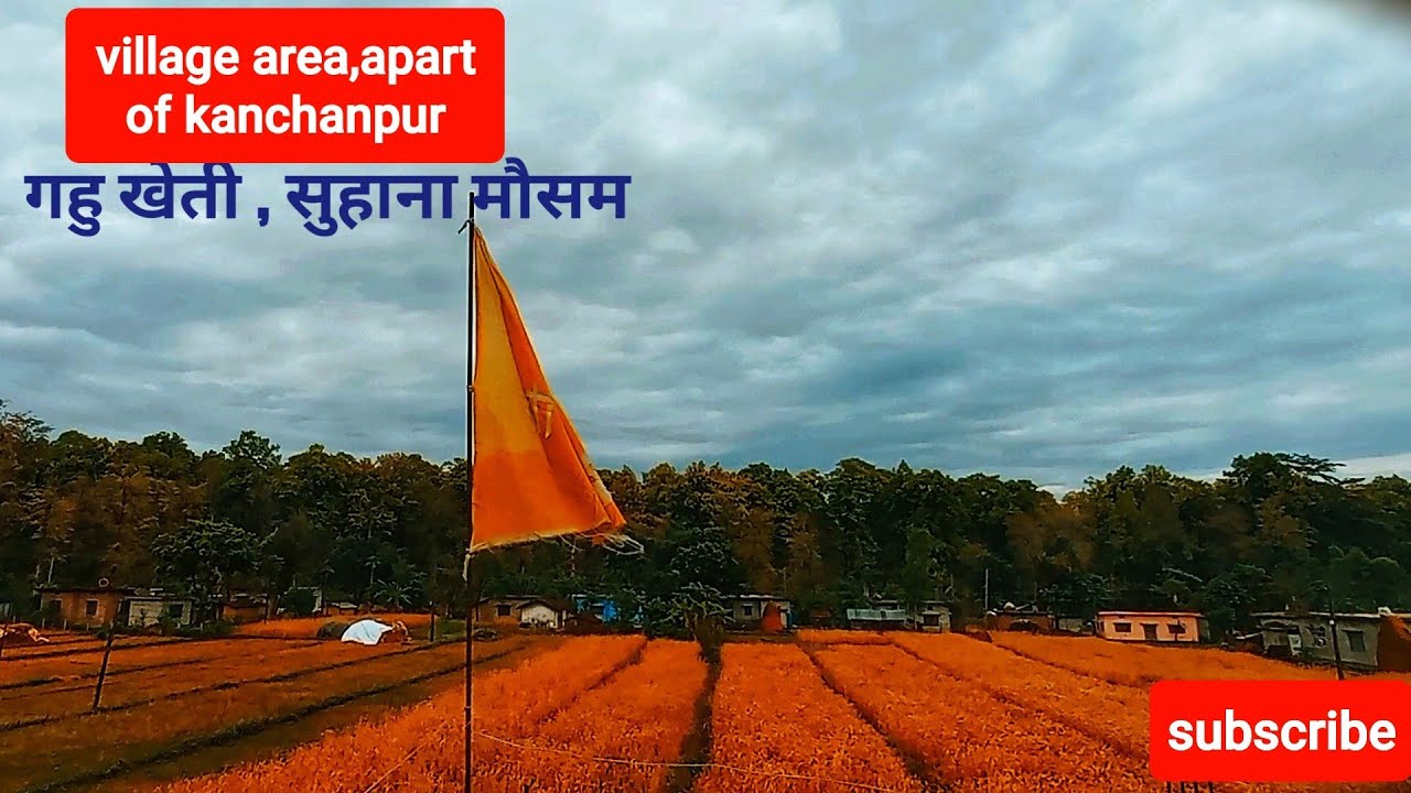 Farm wheat crops ,gahu katna tayar,#mnr village area,wheat farms.2023 ...