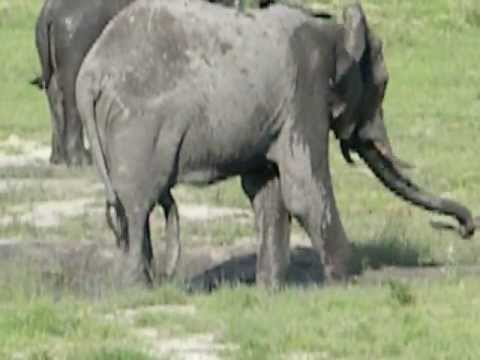 This Elephant Bull has a Stiffy and I'm Traumatized by the Sight of it ...