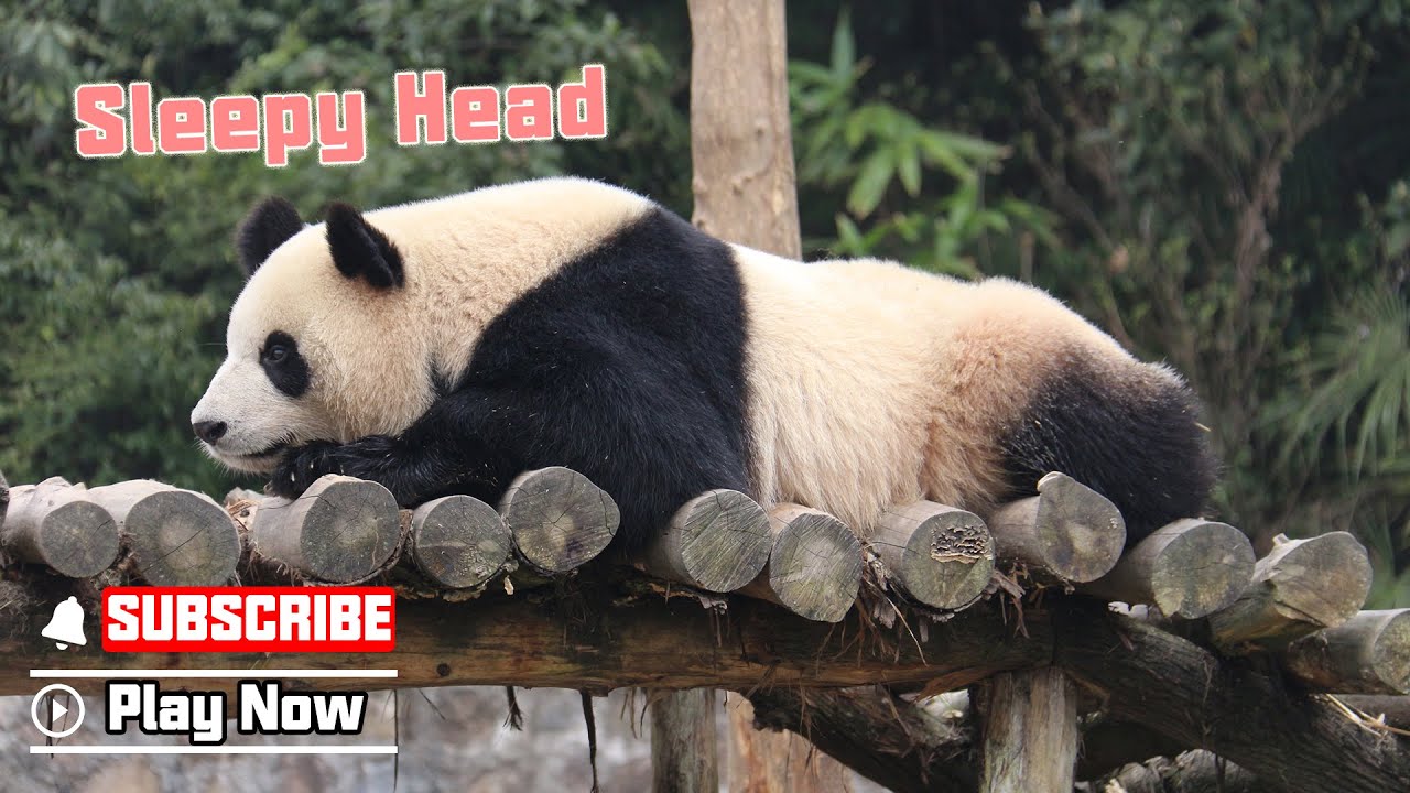 【Super Panda】Episode 319 Wake Up, Sleepy Head | iPanda - YouTube