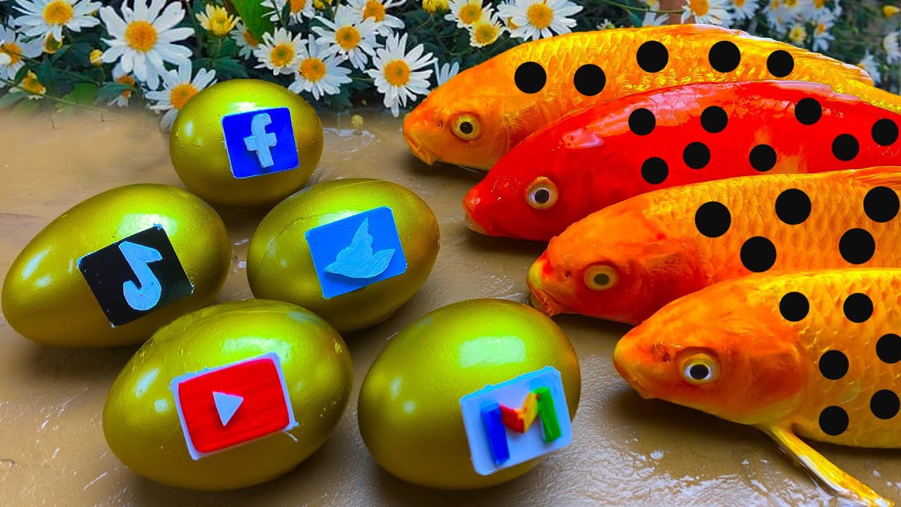 RAINBOW CARP Hot Koi Fish Vs Cold Koi Fish | Sunog Vs Digmaan ng Yelo ...