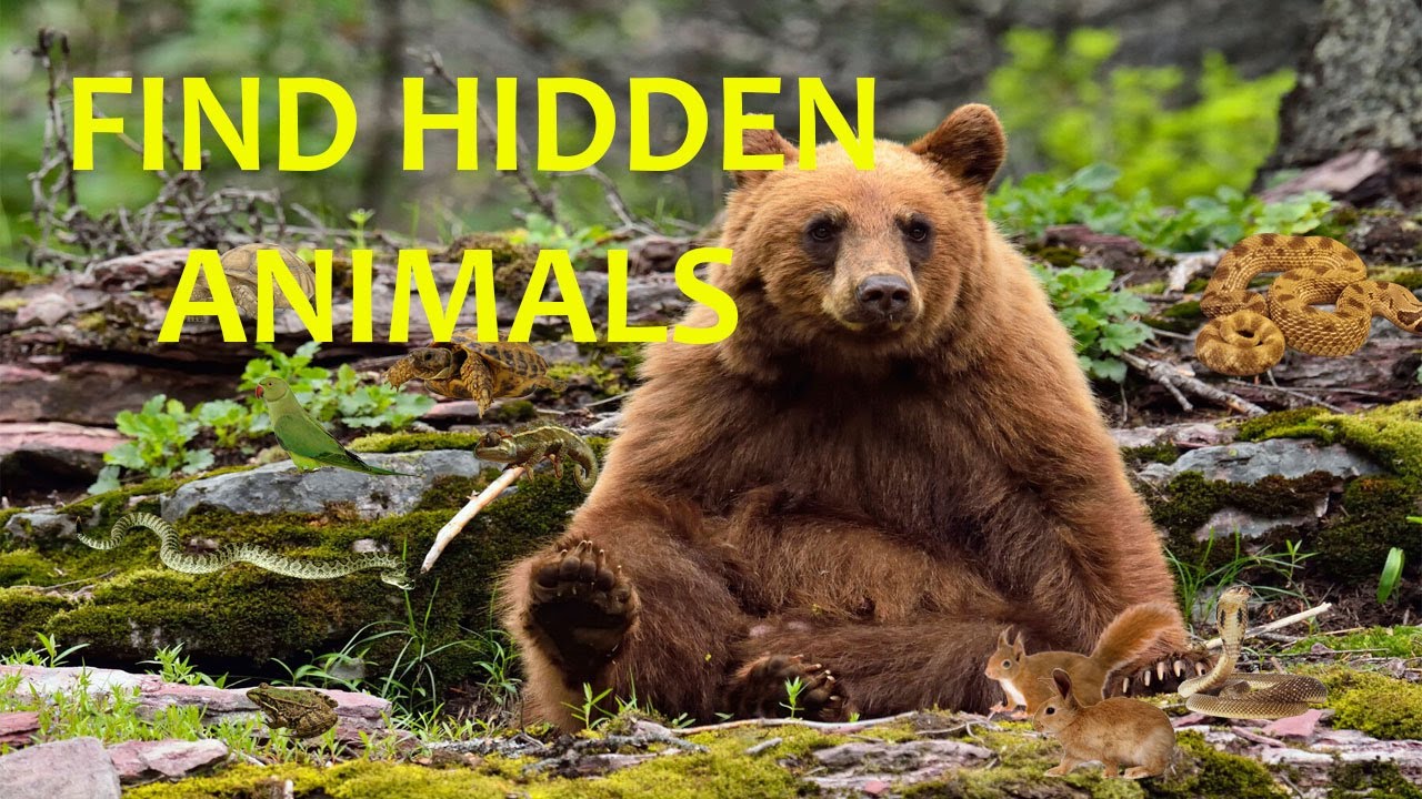 can you find the all hidden animals | new game challenges | new brain ...