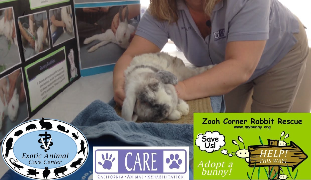 Elderly & Disabled Rabbits 3 - CARE Massage Demo - YouTube