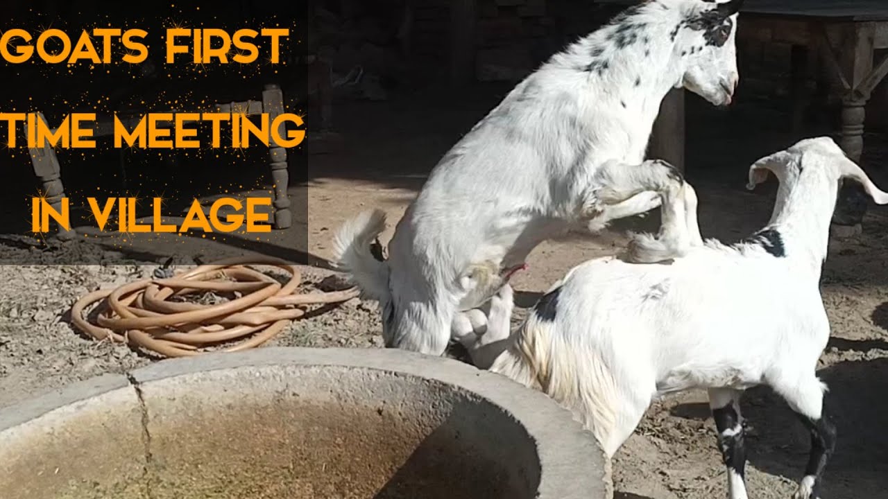 Very nice first time Goats meeting - YouTube