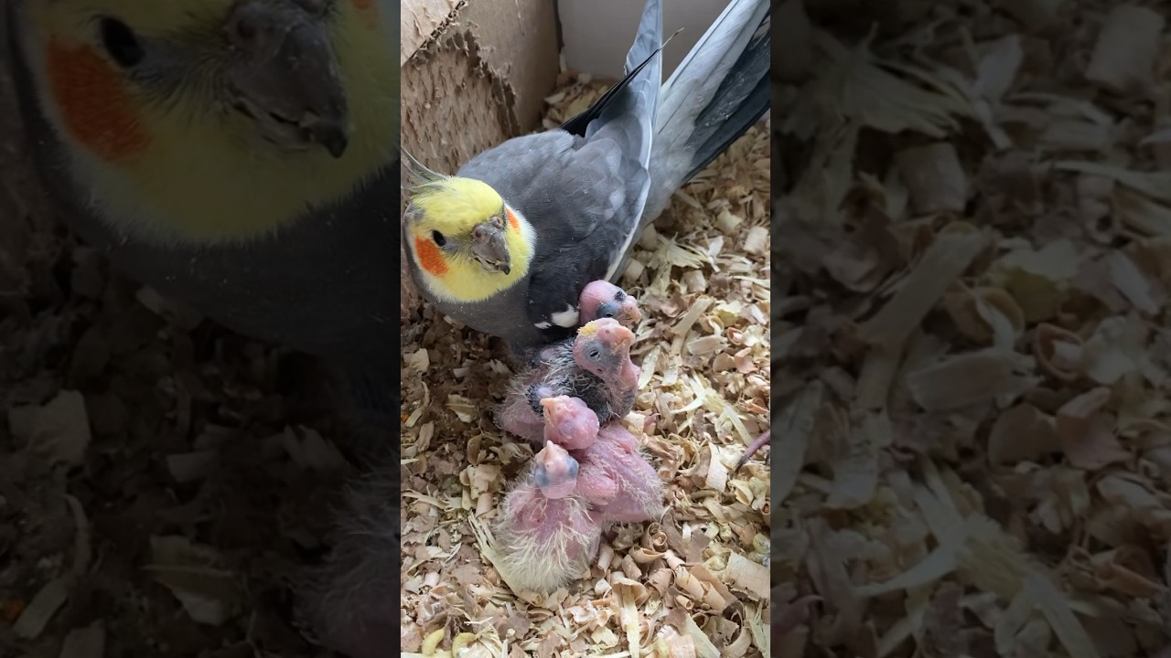 Cockatiel Hatchlings Day 12 #shorts #cockatiel #cockatiels # ...