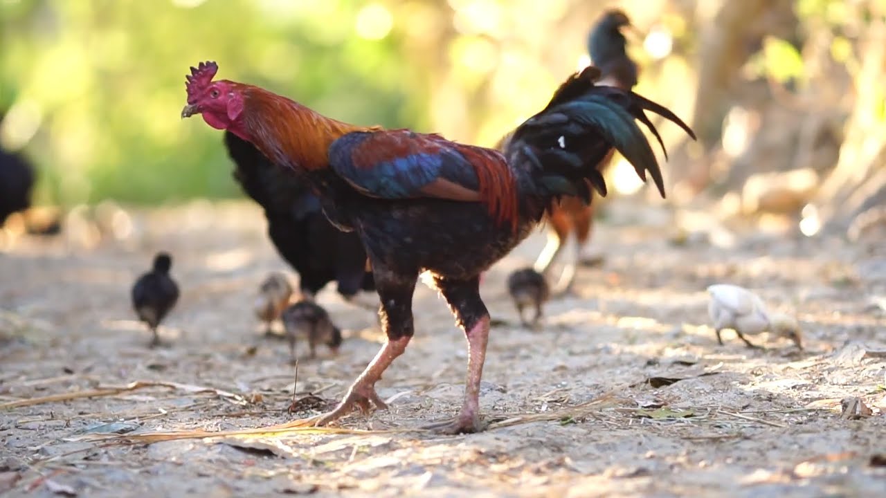 C2425 Sounds of wildlife animals, animal moment Chicken Sounds Noises ...