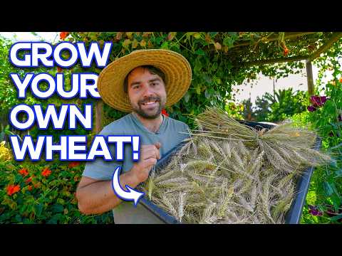 What Type Of Soil Does Wheat Need To Grow