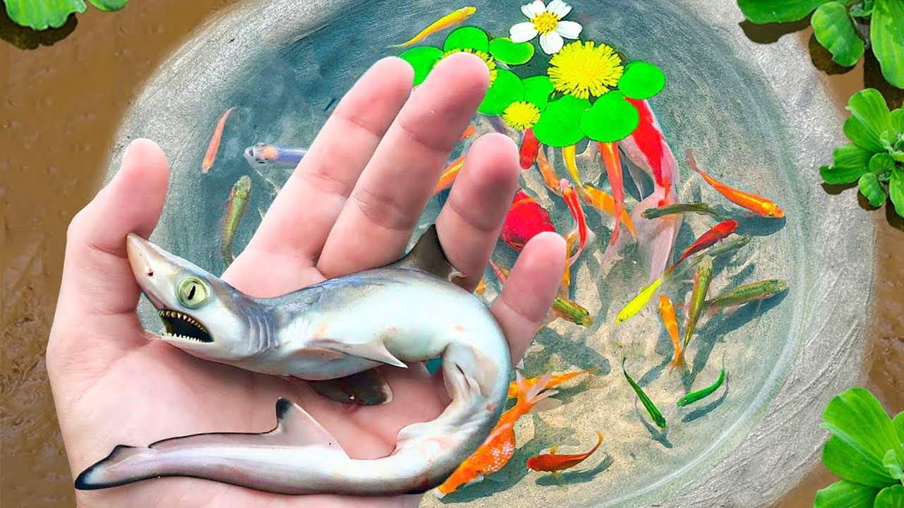 Amazing Catch Strange Fish In Tiny Pond, Betta Fish, Angelfish ...