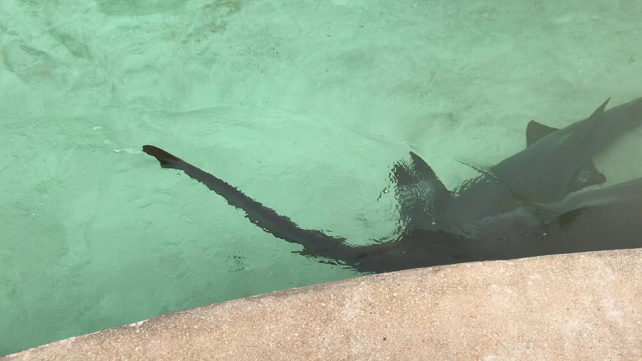 Sanctuary at Baha Mar (Nurse Sharks, Stingrays, Sea Turtles) - YouTube