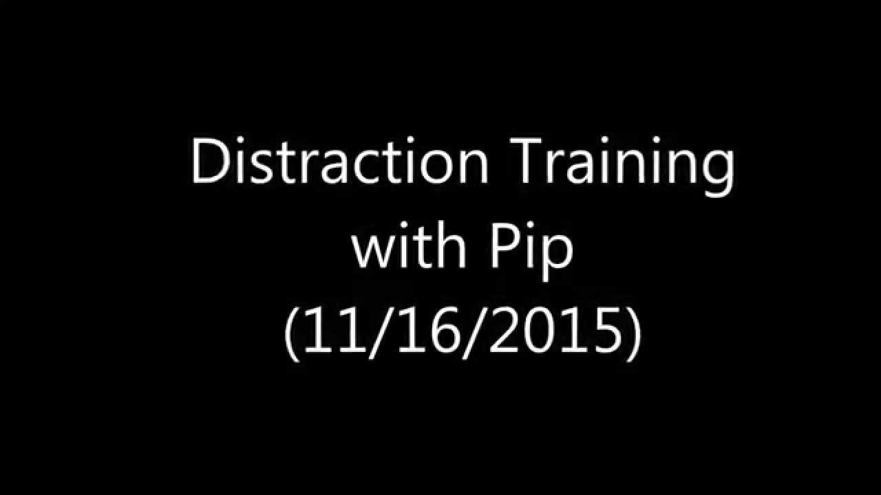 Pip Distraction Training 1 - YouTube