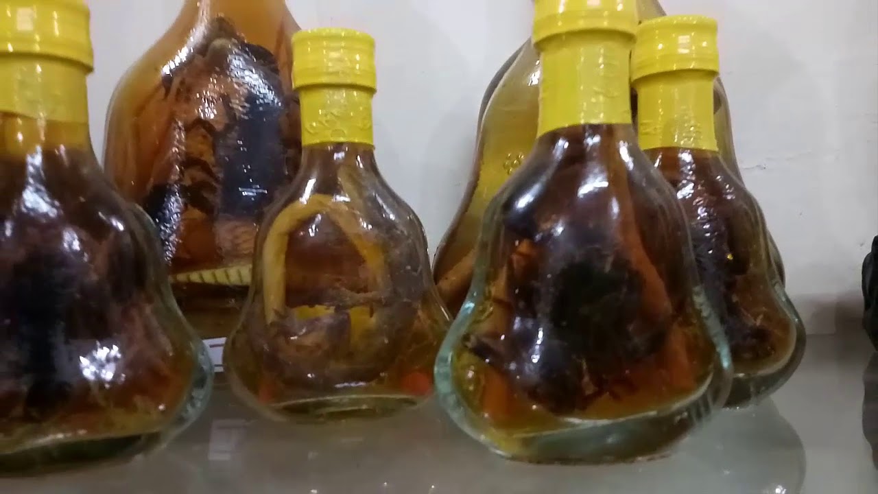 Snake Wine In Cambodian ស្រាពស់ Cobra Snake Whiskey In Cambodian - YouTube