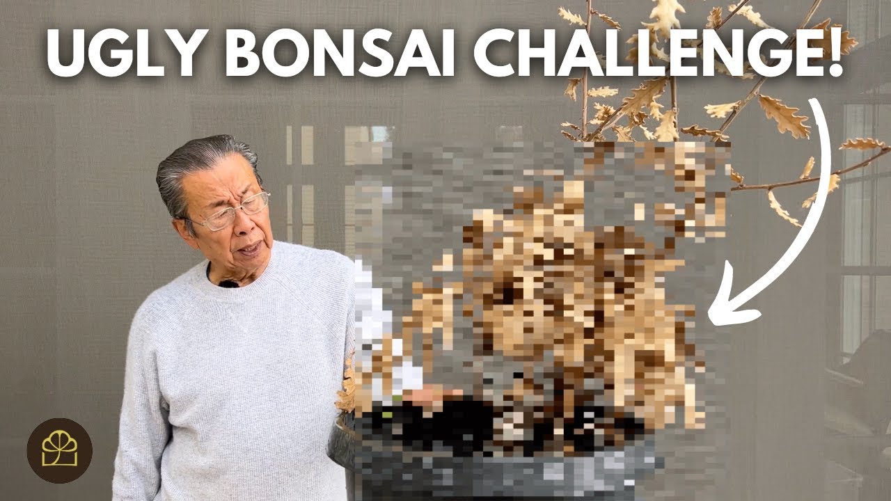 How to Make an Ugly Tree into a Nice Bonsai - YouTube