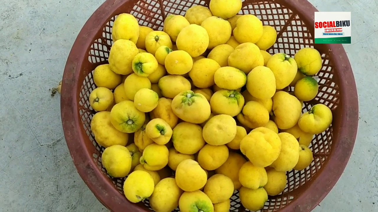 Badhar Ke Phool Ki Sabji | Fool ki taja lacucha | lakoocha flower ...