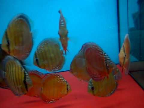 Wild Curipera&Uatuma Red Discus - YouTube