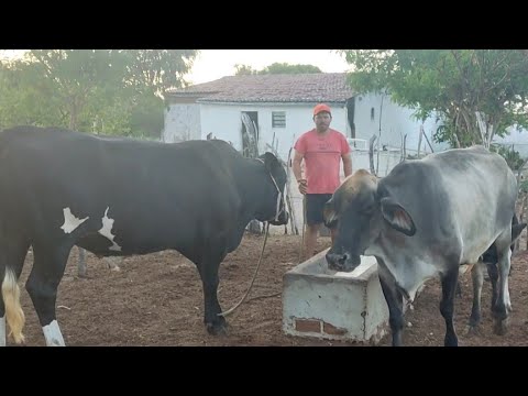 NENÉM DESGOTA LEITE DA VACA E MOSTRA TOURO MESTIÇO DE HOLANDÊS E NELORE ...