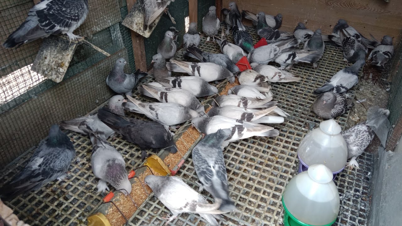 3 GÜNDÜR YAĞAN YAĞMUR 20 DK DURUNCA UCUMA.KOSTUM.😂 - YouTube