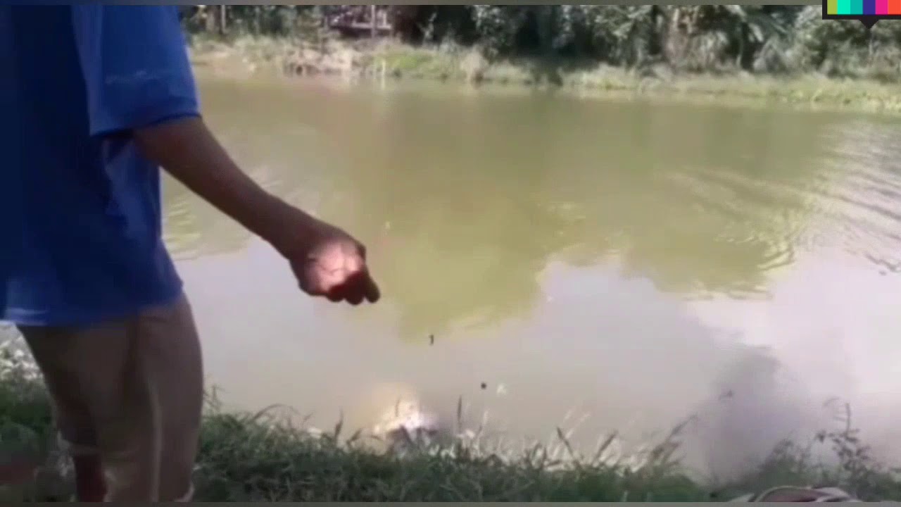 Unusual fishing without a rod catching big fish. Mancing ikan paling ...