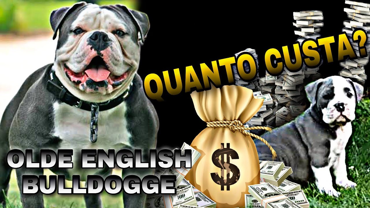 Quanto Custa Um Old English Bulldog Qual O Valor YouTube quanto-custa-um-old-english-bulldog-qual-o-valor-youtube