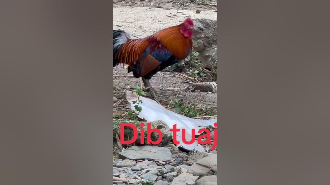 Kuv cov noob qaib dib tuaj zoo - YouTube