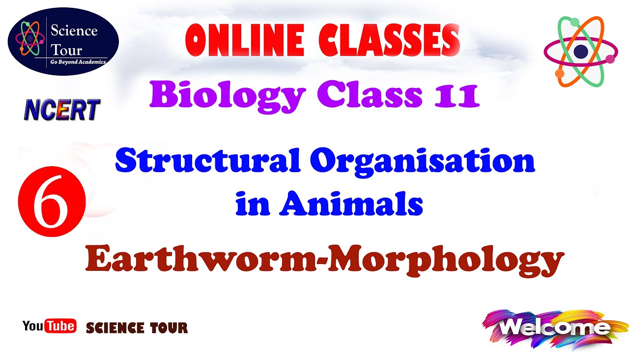 Biology Class 11 | Structural Organization in Animals | Earthworm ...