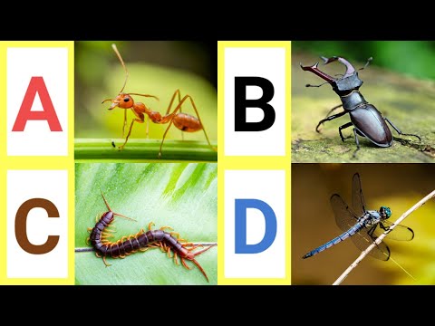 A List Of Insects In Alphabetical Order