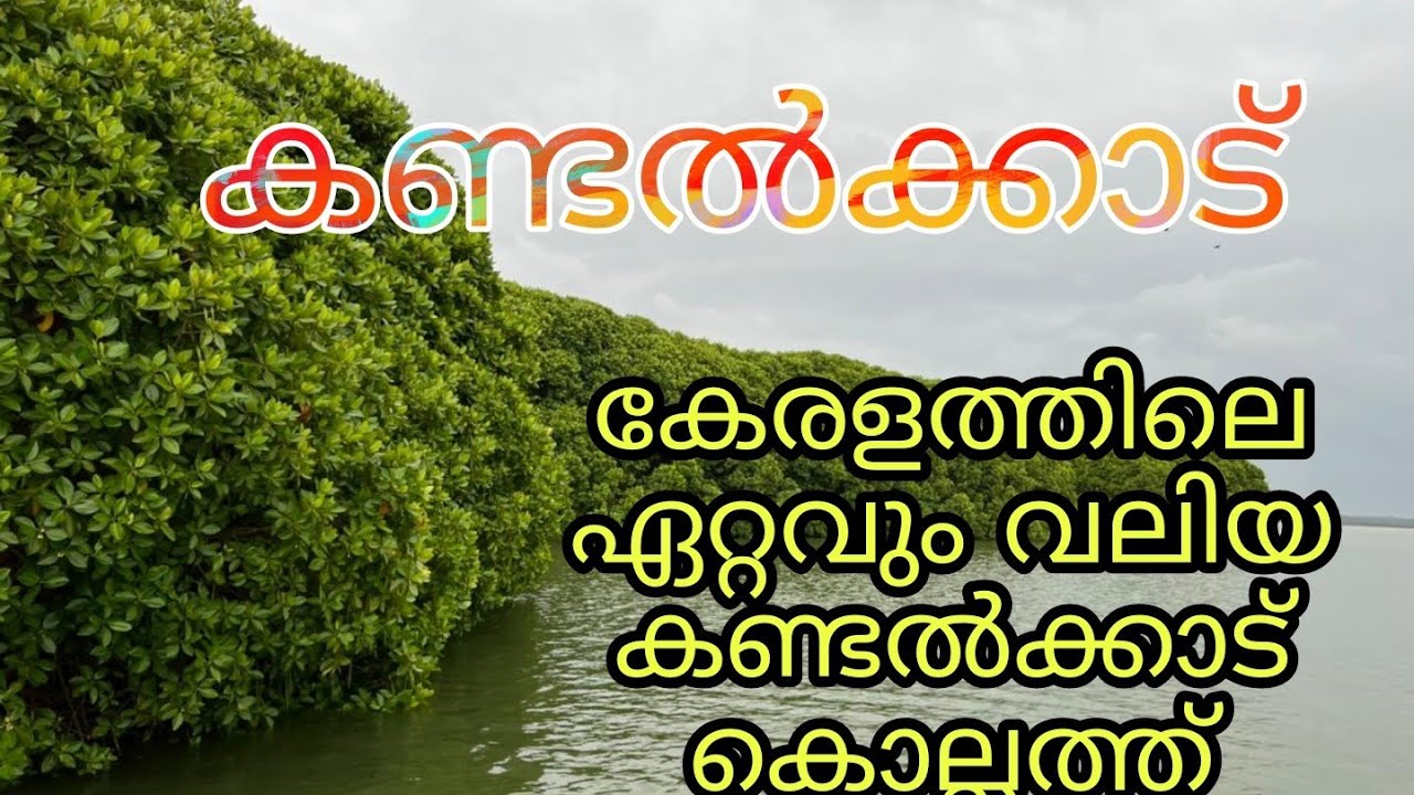 കേരളത്തിലെ ഏറ്റവും വലിയ കണ്ടൽക്കാട് | Largest Mangroves In Kerala ...