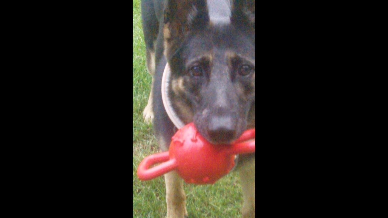 German Shepherd Sheba. - YouTube