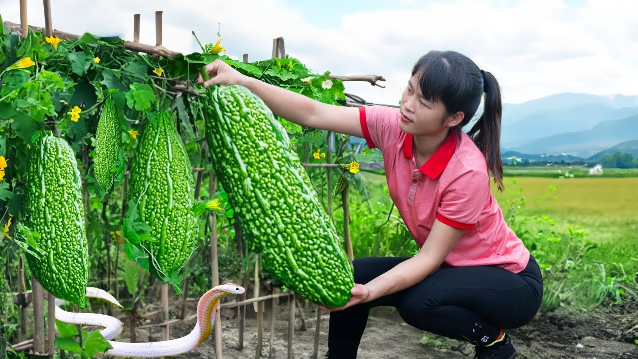 Harvesting Bitter Sun Fruit Goes To Market Sell - Harvest and Cook ...
