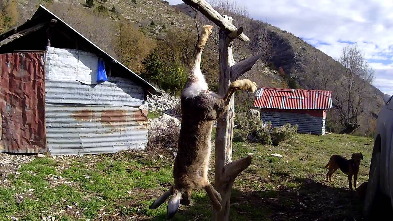 Κυνήγι Λαγού στην Νεμέρτζικα Νο 6 - YouTube