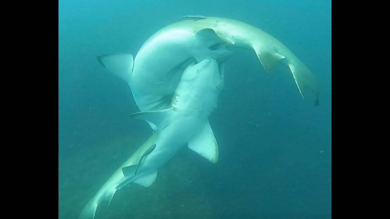 Sharks Mating YIN and YANG - YouTube