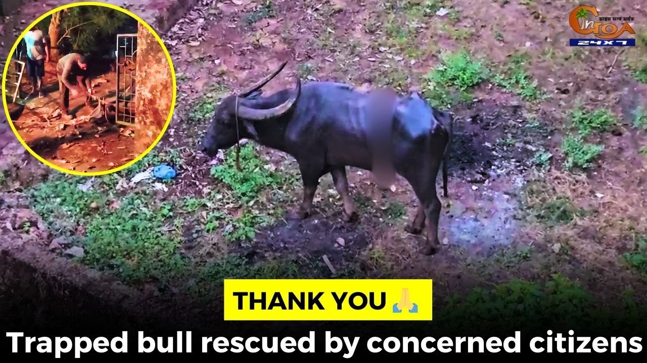 Thank you 🙏 Trapped bull rescued by concerned citizens - YouTube