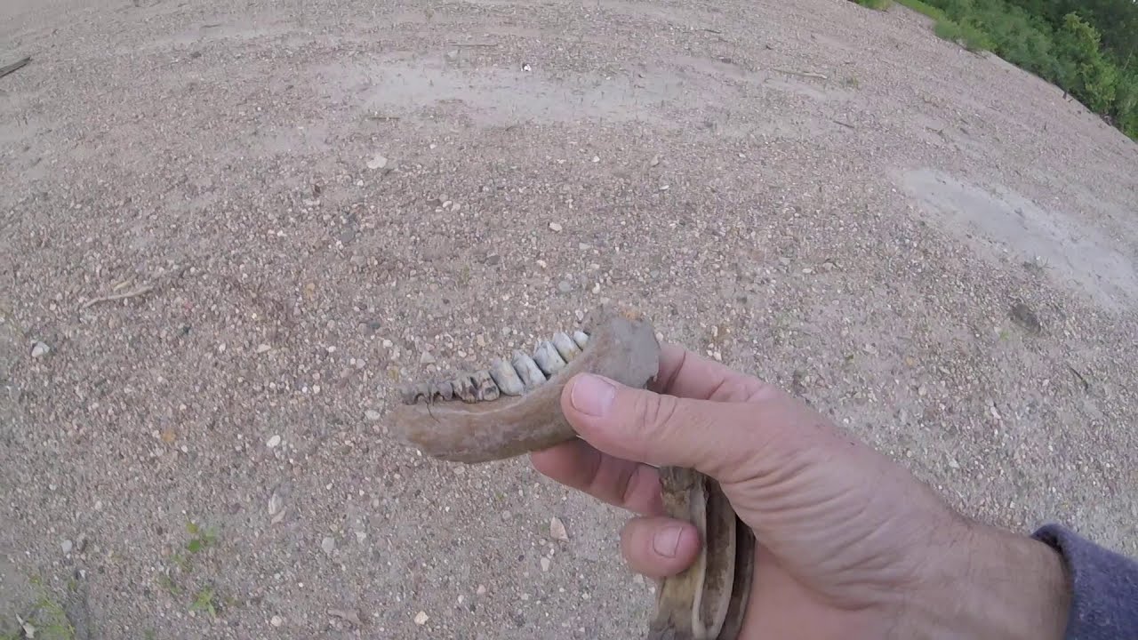 Bull Bison Horn Core - YouTube