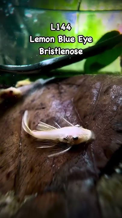 L144 Longfin Lemon Blue Eye Bristlenose #L144 #bristlenose #fish#aquariumfish - YouTube