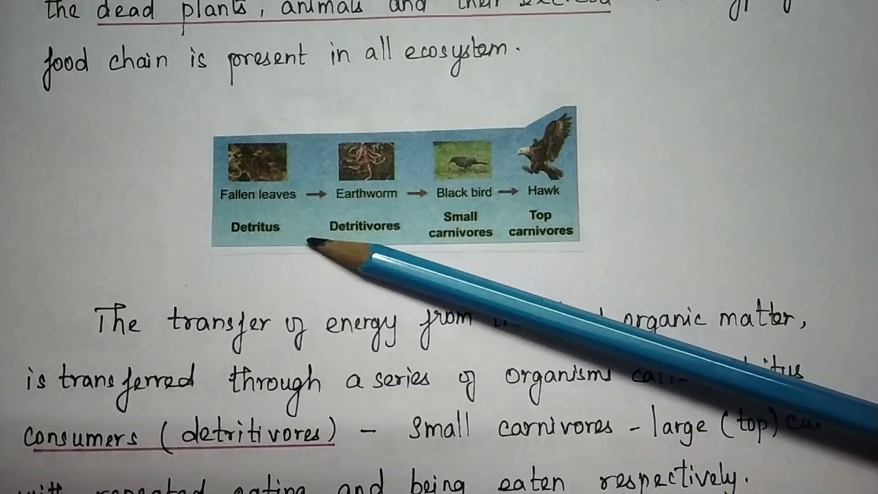 12Std: Food chain - 1.Grazing & Detritus food chain 2. Food Web - YouTube