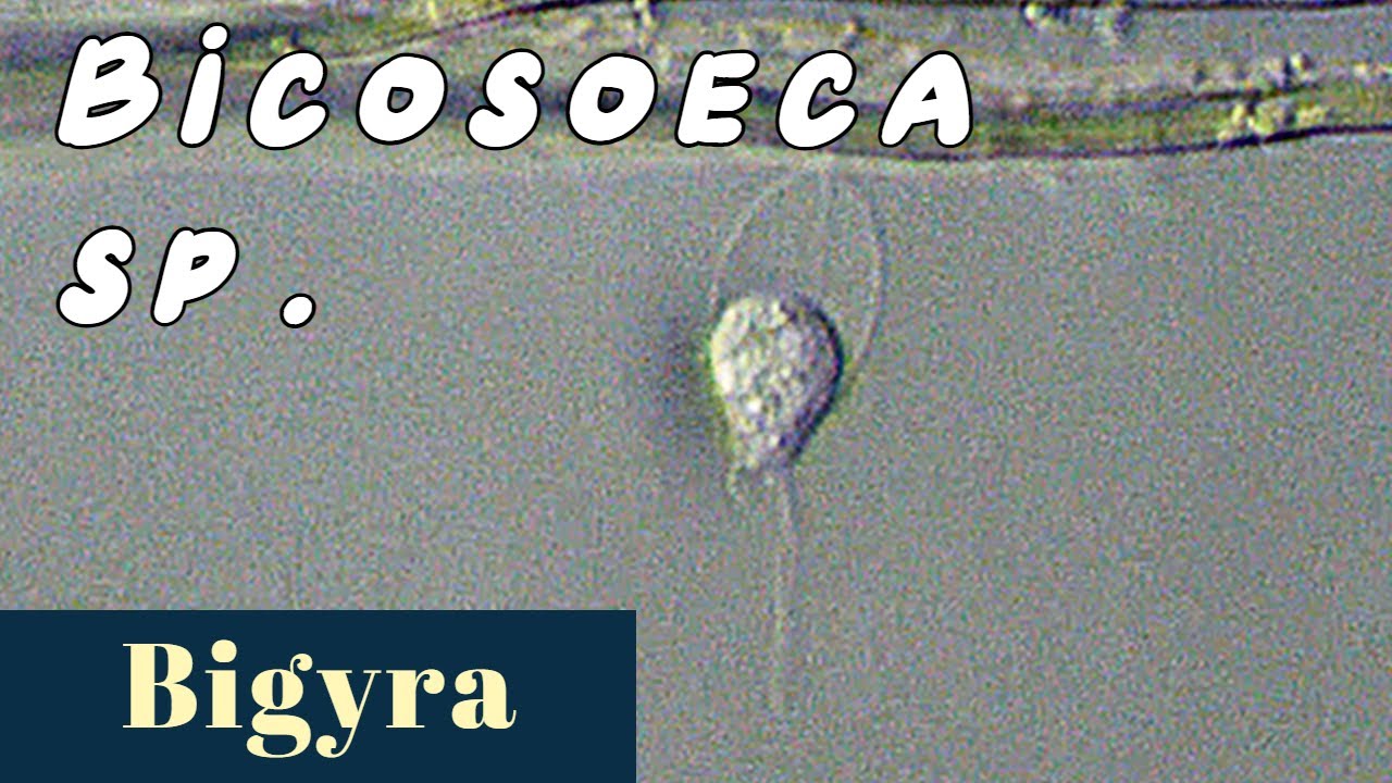 Bicosoeca (Bigyra, Heterotrophic flagellates) - YouTube