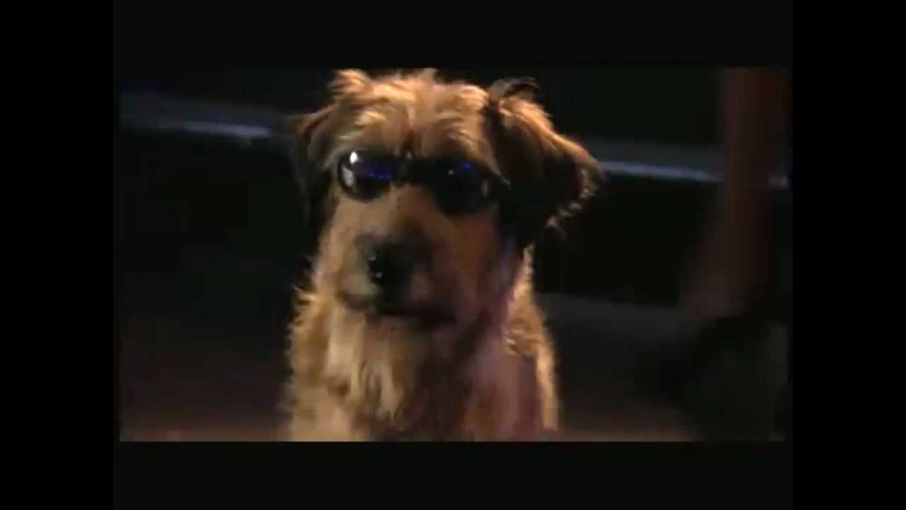 Dr. Dolittle Million Dollar Mutts Official Trailer - YouTube